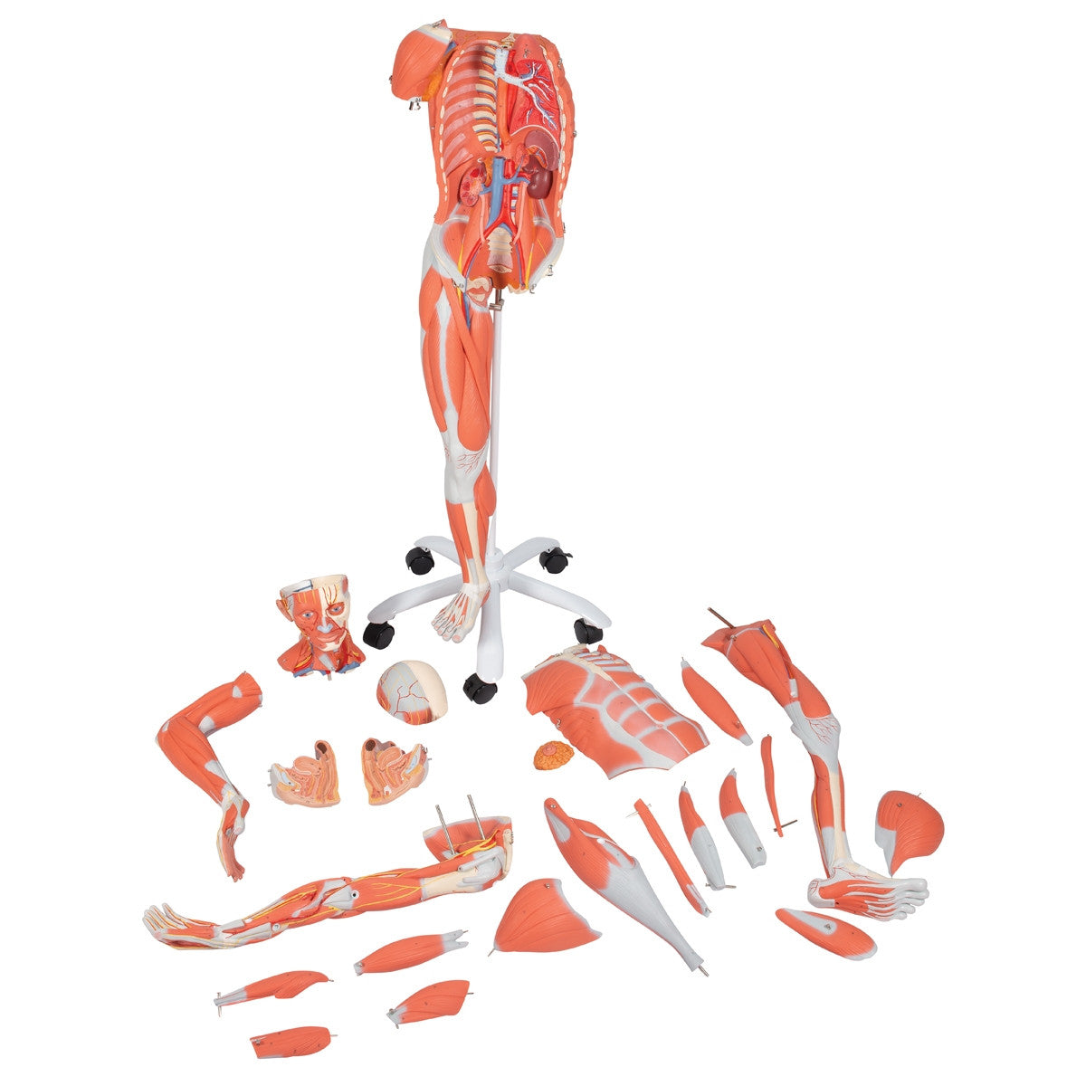 Deluxe Female Muscle Figure 1013882 B51 - Female Muscular Model ...
