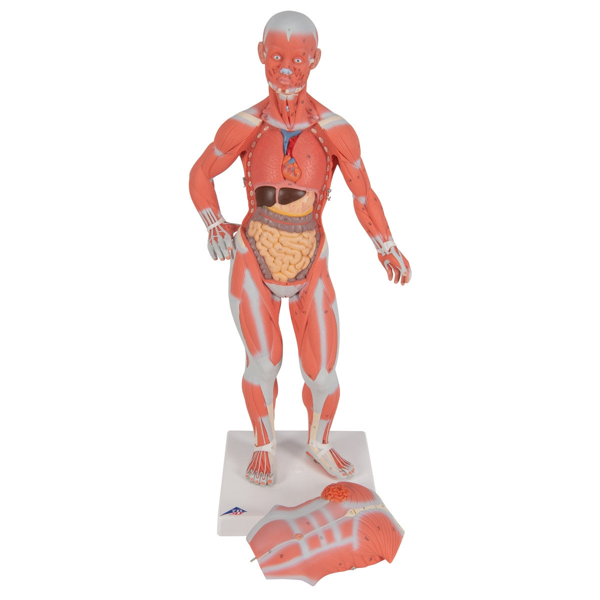Mini Muscle Figure B59 / 1000212 | Musculature Anatomy Model | 3B ...