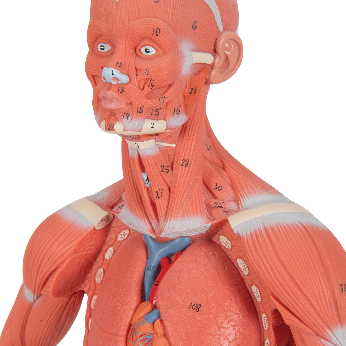 Mini Muscle Figure B59 / 1000212 | Musculature Anatomy Model | 3B ...