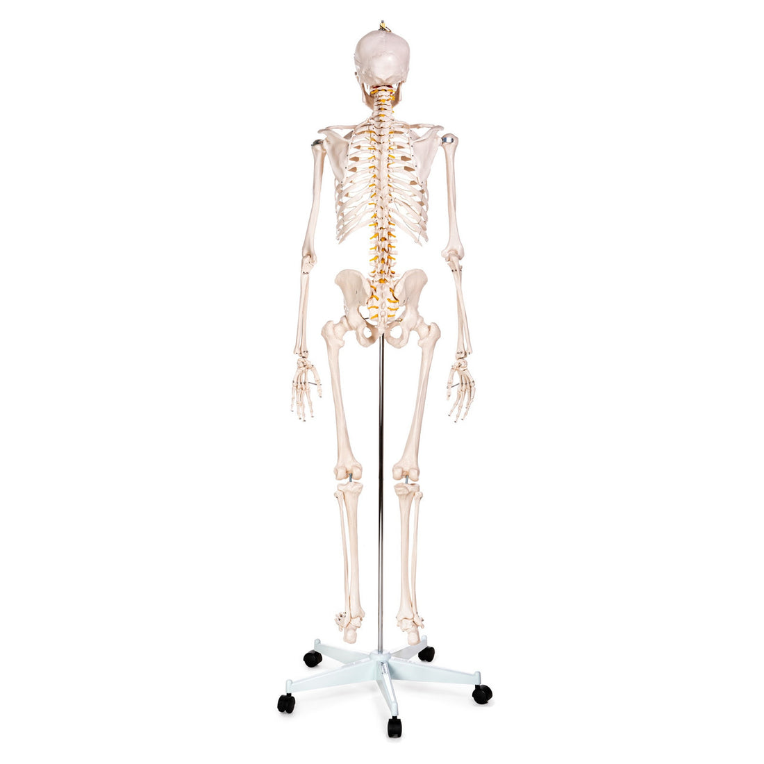 Budget Life-size Skeleton Model | Plastic Skeleton Reproduction ...