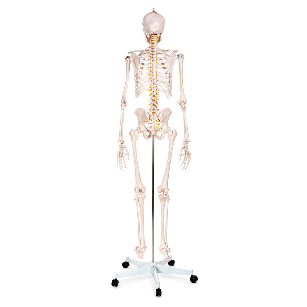 Budget Life-size Skeleton Model | Plastic Skeleton Reproduction ...