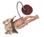 Birthing Models | Midwifery Obstetrical Training Models – AnatomyStuff
