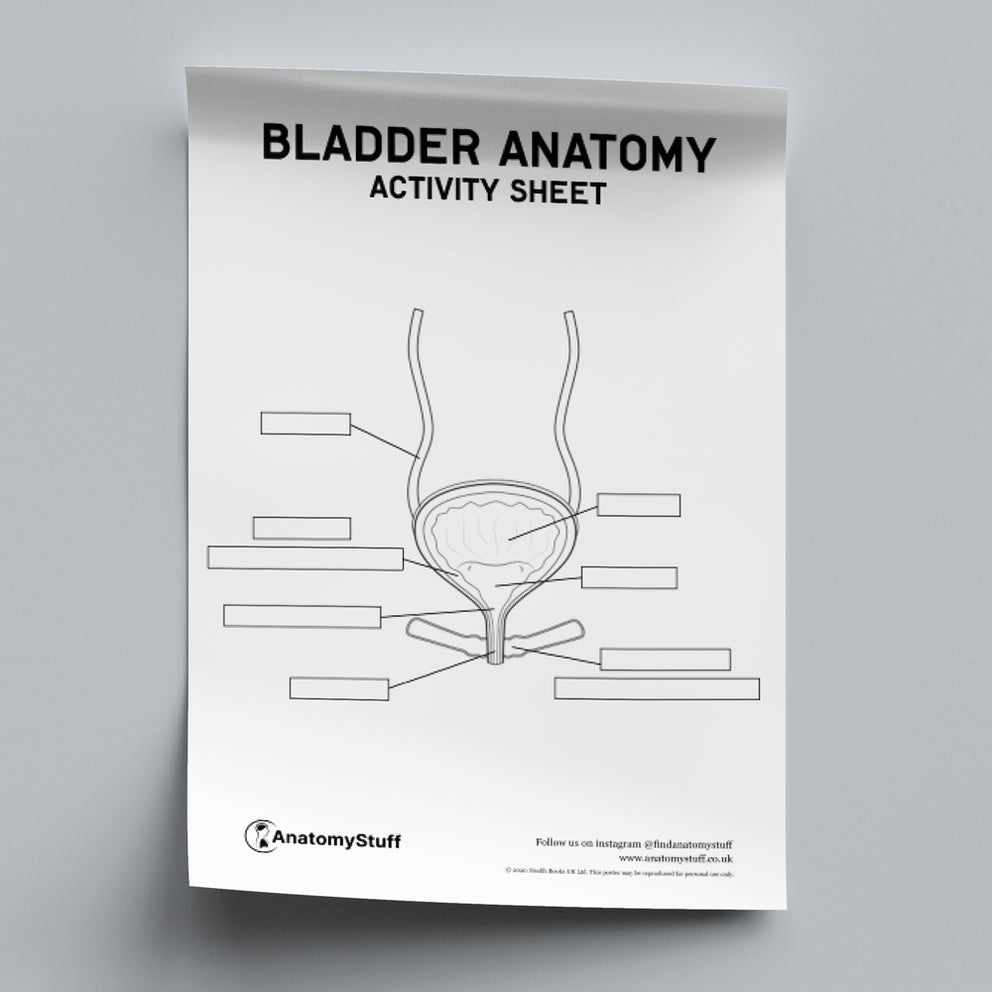 Bladder Anatomy Activity Sheet PDF – AnatomyStuff