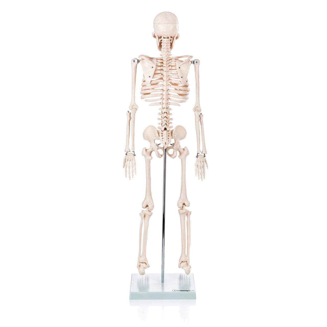 Budget Half Size Skeleton Model XC-102 | 85cm Tall Skeletons – AnatomyStuff