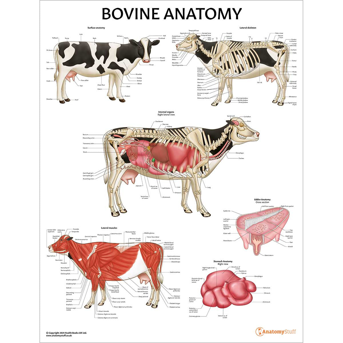 Veterinary Anatomy Posters Collection | Animal Chart Poster 11 ...