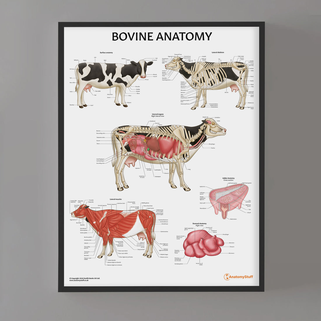 Bovine Anatomy Poster | Cow Anatomical Laminated Chart – AnatomyStuff