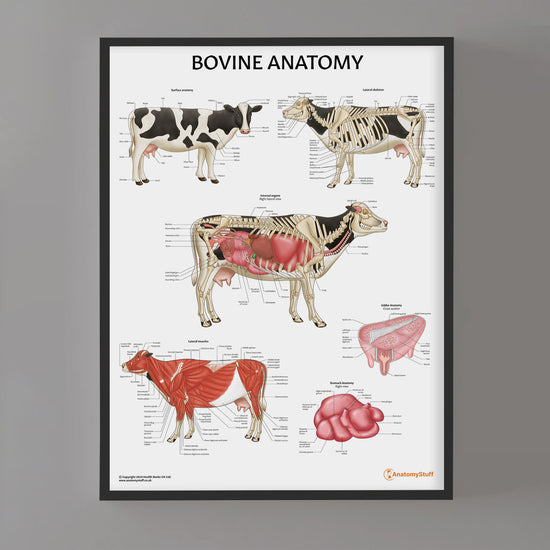 Bovine Anatomy Poster | Cow Anatomical Laminated Chart – AnatomyStuff