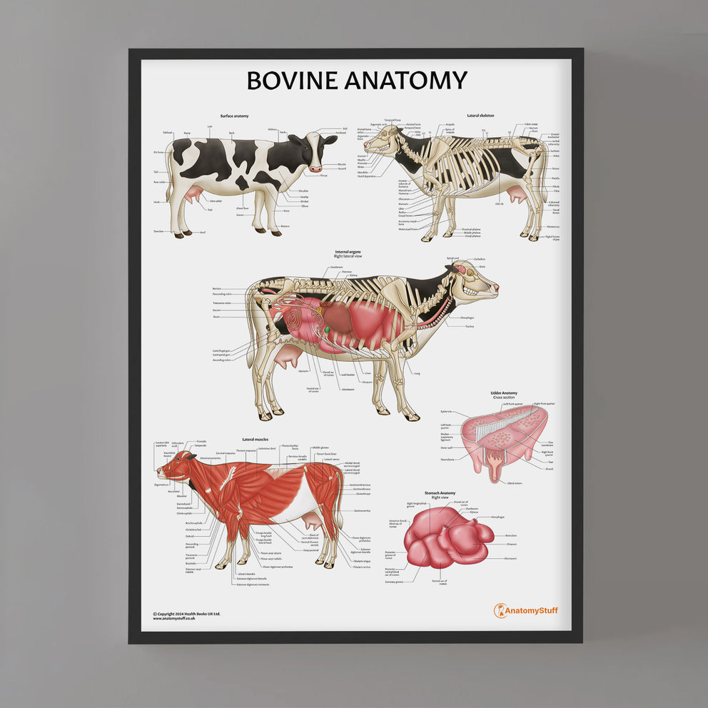 Bovine Anatomy Poster | Cow Anatomical Laminated Chart – AnatomyStuff