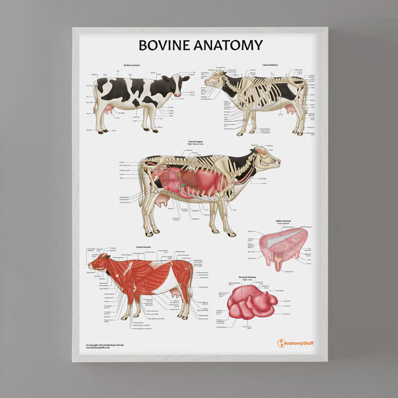 Bovine Anatomy Poster | Cow Anatomical Laminated Chart – AnatomyStuff