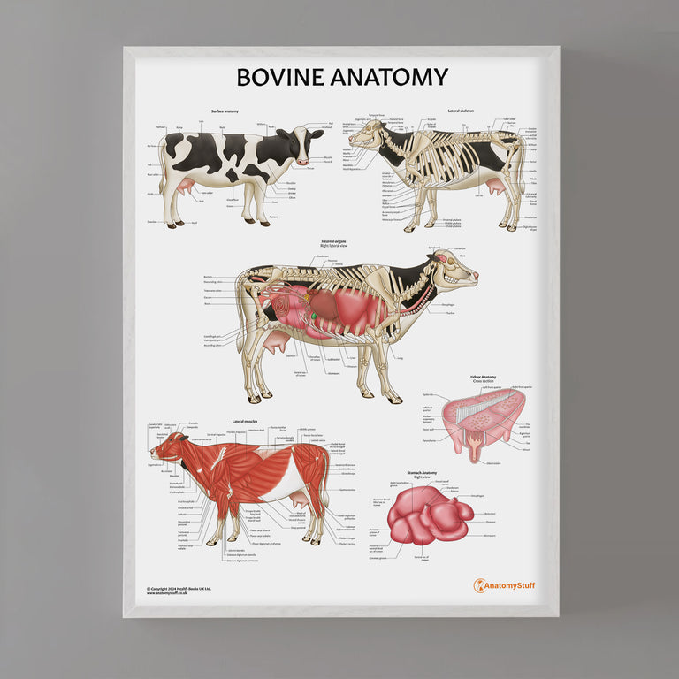 Bovine Anatomy Poster | Cow Anatomical Laminated Chart – AnatomyStuff