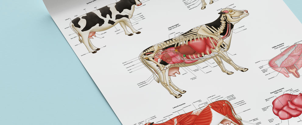Veterinary & Animal Anatomy Charts | Shop Online | AnatomyStuff