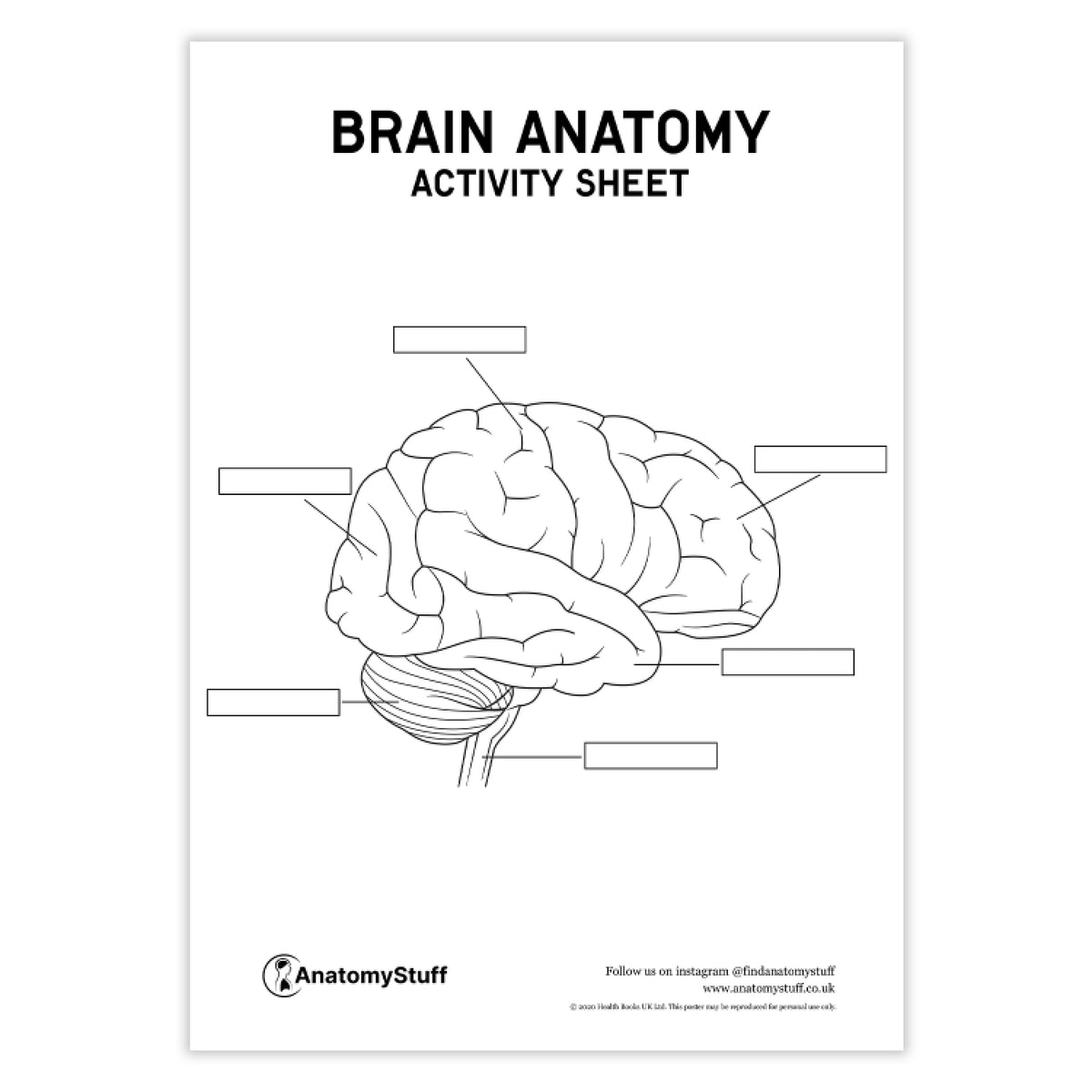 Brain Anatomy Activity Sheet PDF | AnatomyStuff