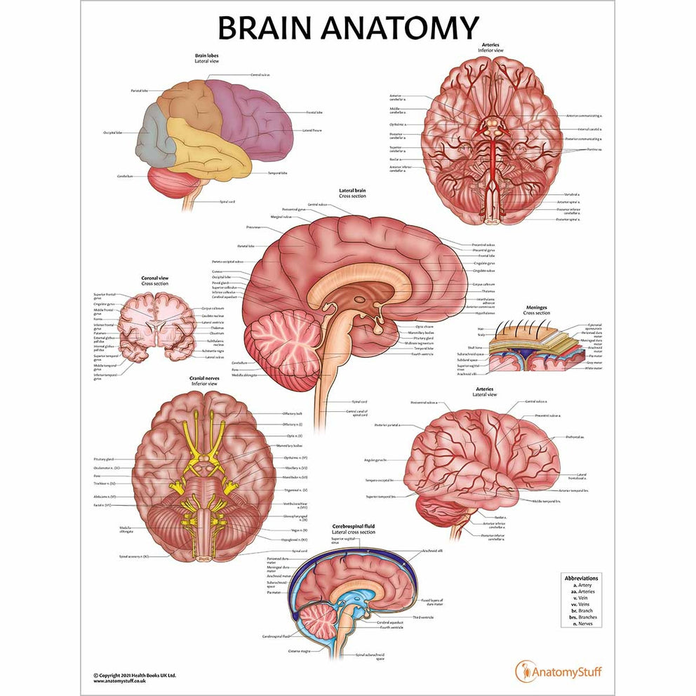 Brain Anatomy & Pathology Collection | Neurology Chart Models ...