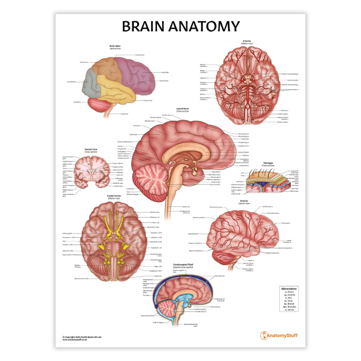 Brain Anatomy Poster | Anatomy of the Brain Chart Neurology – AnatomyStuff