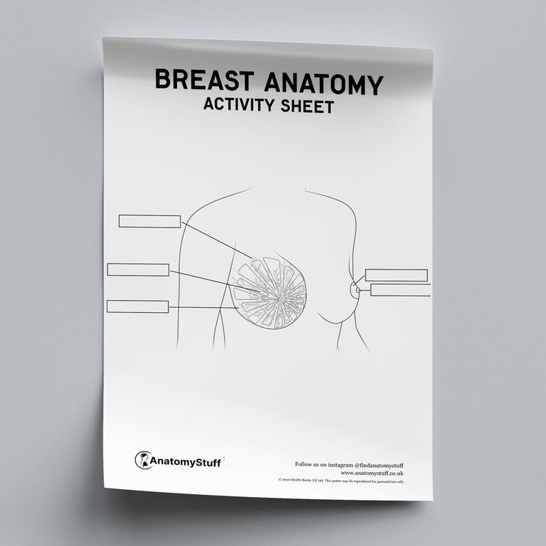 Breast Anatomy Activity Sheet PDF | AnatomyStuff