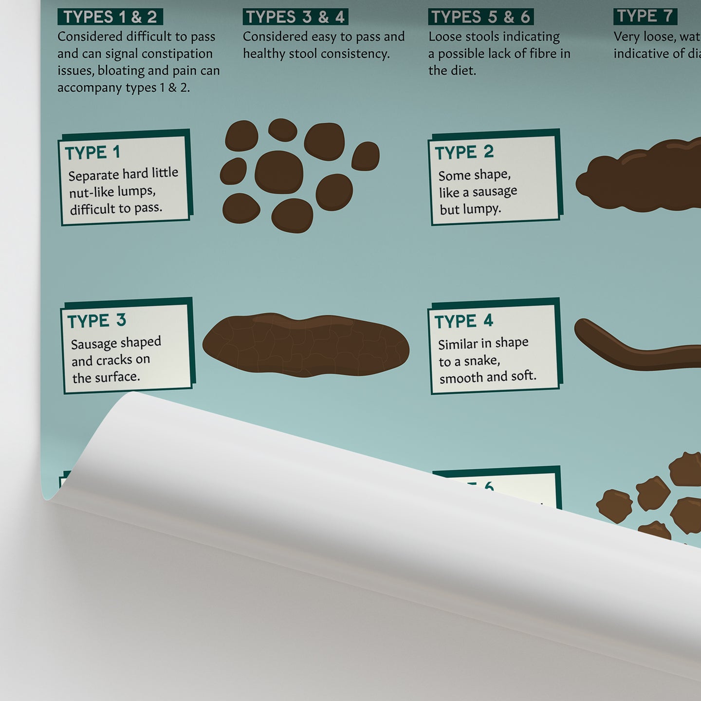 Bristol Stool Chart | Poster Of Bristol Stool Chart | AntomyStuff ...