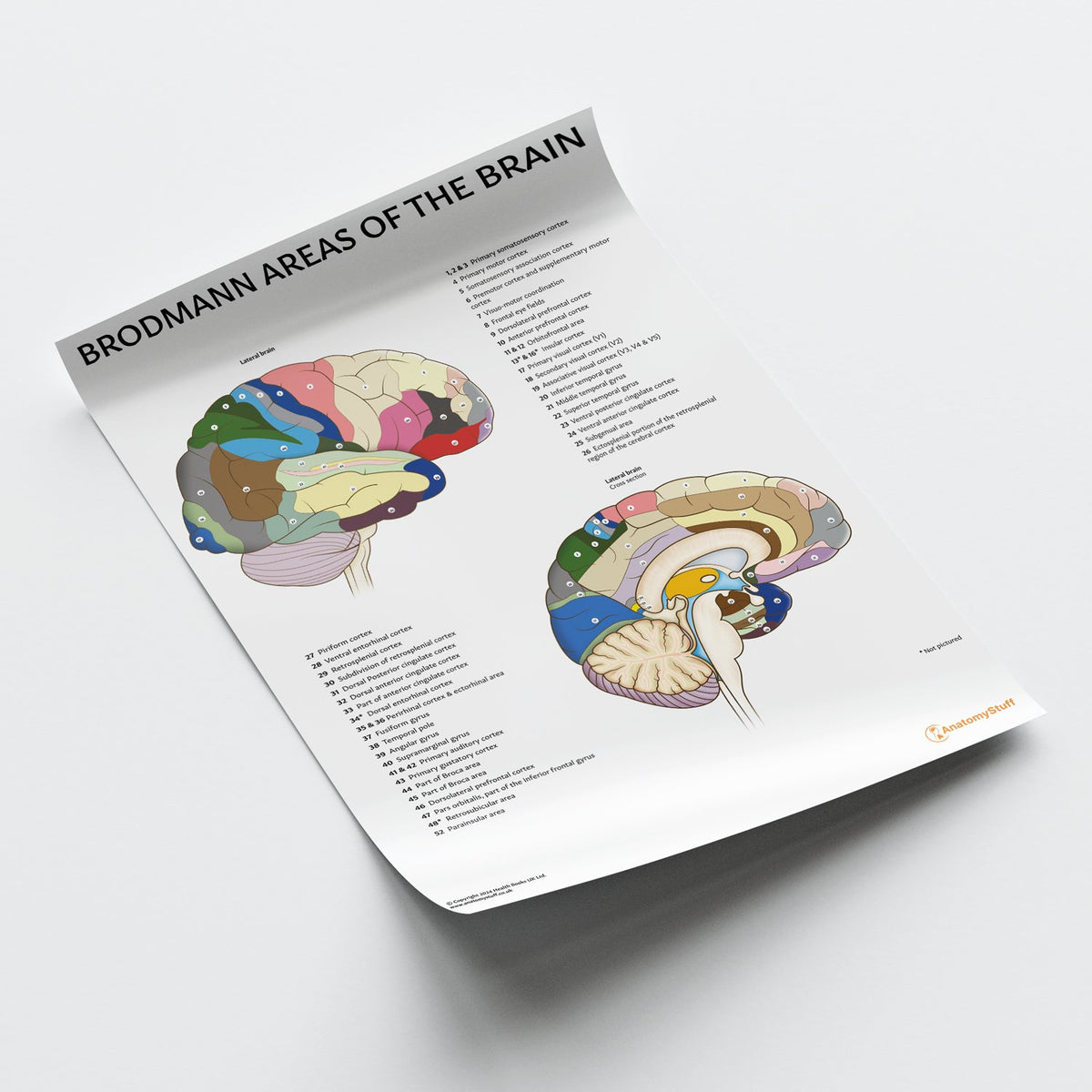 Brodmann Areas of the Brain Poster | Brodmann Regions Chart – AnatomyStuff