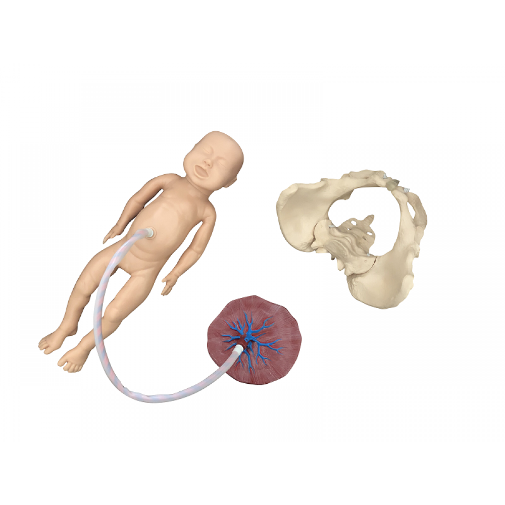 Antenatal Educators Collection | Obstetric Chart Models – AnatomyStuff