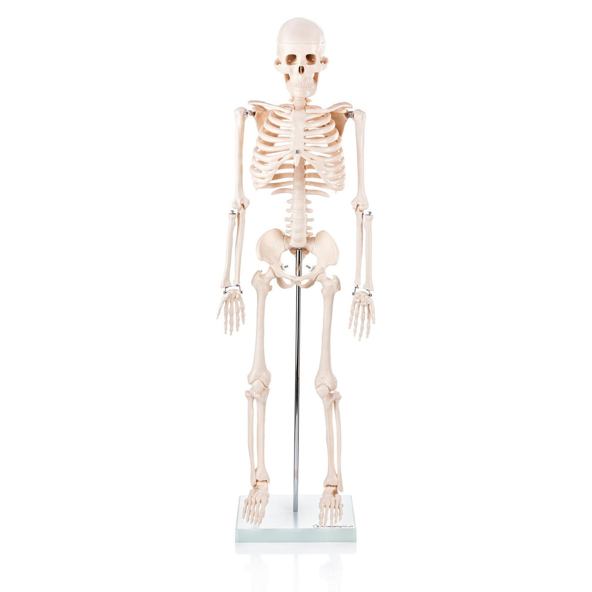 Budget Half Size Skeleton Model XC-102 | 85cm Tall Skeletons – AnatomyStuff