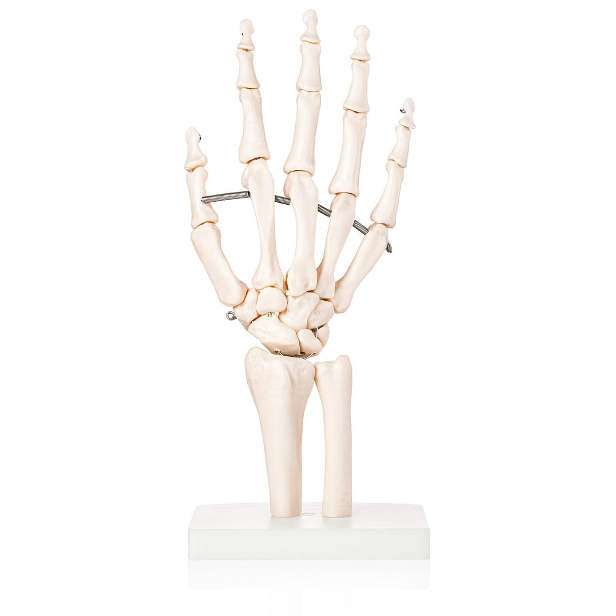 Budget Hand and Wrist Joint Model XC-114 | Foot Anatomy Model ...
