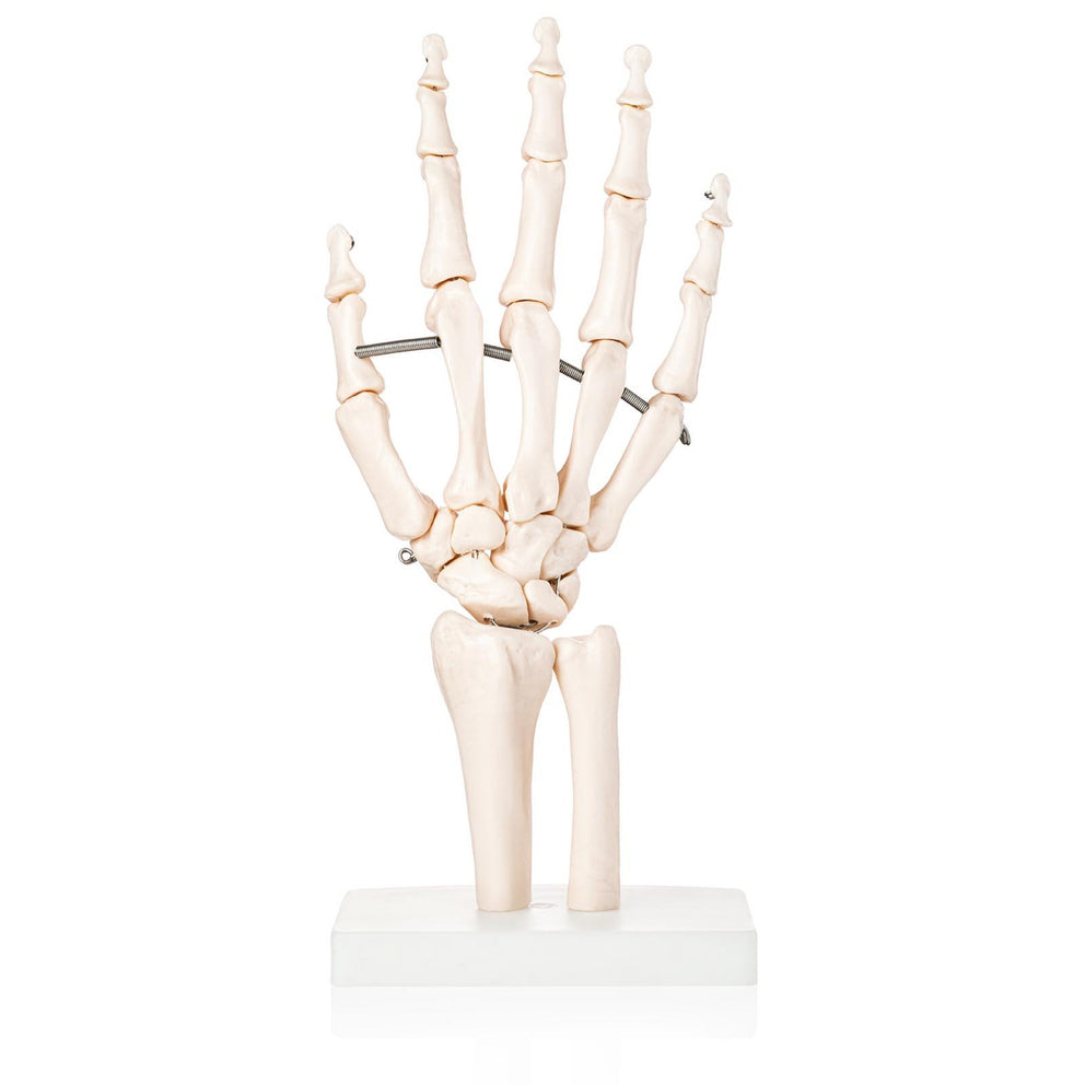Human and Veterinary Anatomical Models | Shop Online – Page 3 ...