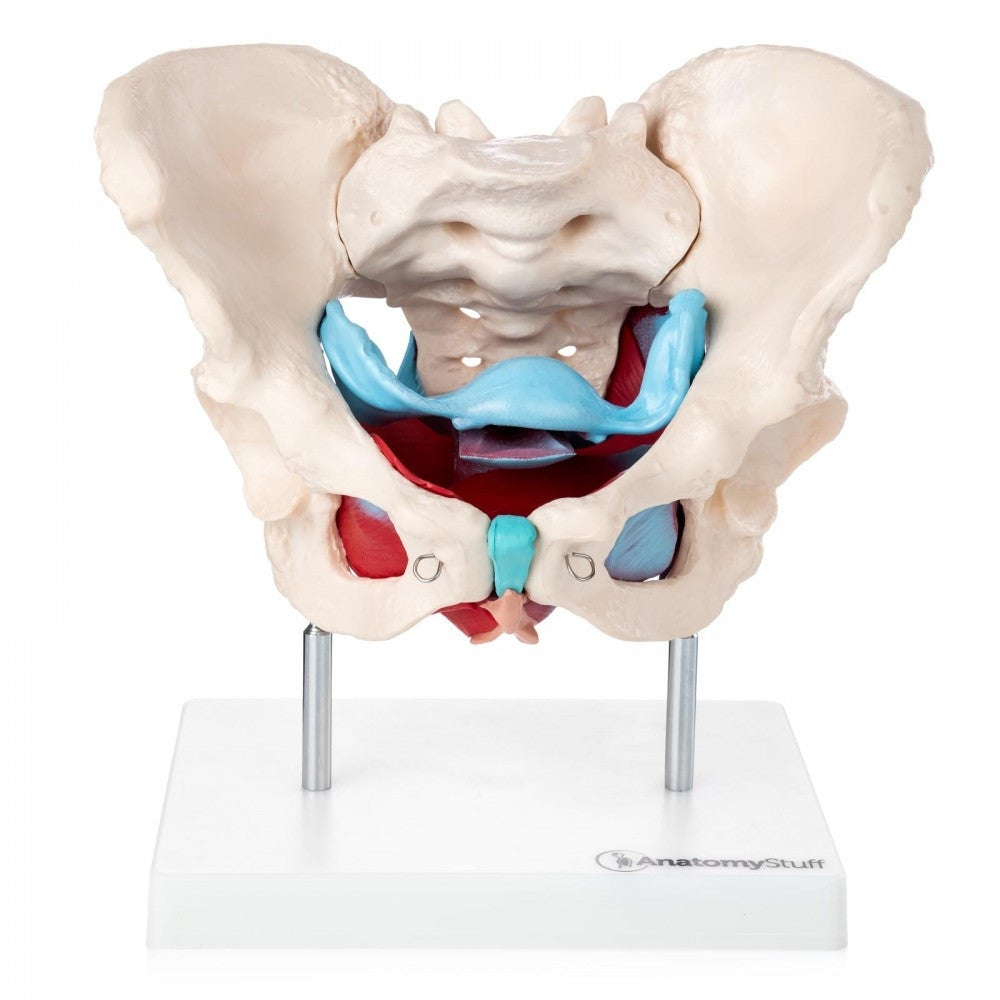 Pelvic Floor Anatomy Collection | Pelvis Organs Models Chart | Women's ...