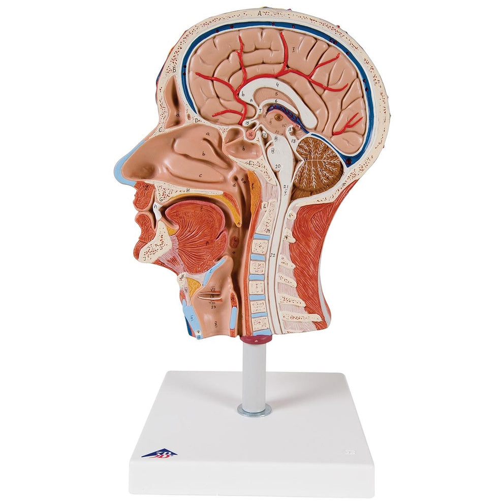 Half Head Model with Musculature C14 / 1000221 | Head Anatomy | 3B ...