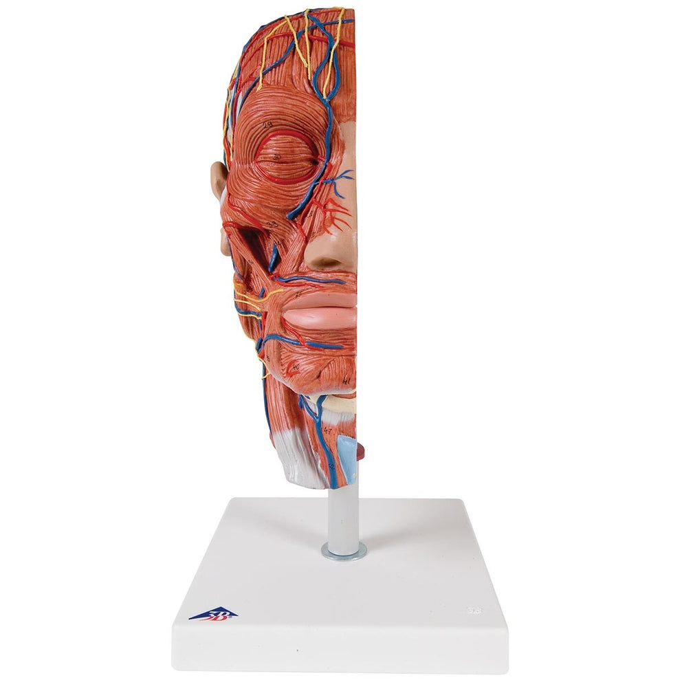 Half Head Model with Musculature C14 / 1000221 | Head Anatomy | 3B ...