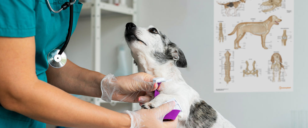 Veterinary & Animal Anatomy Charts | Shop Online | AnatomyStuff