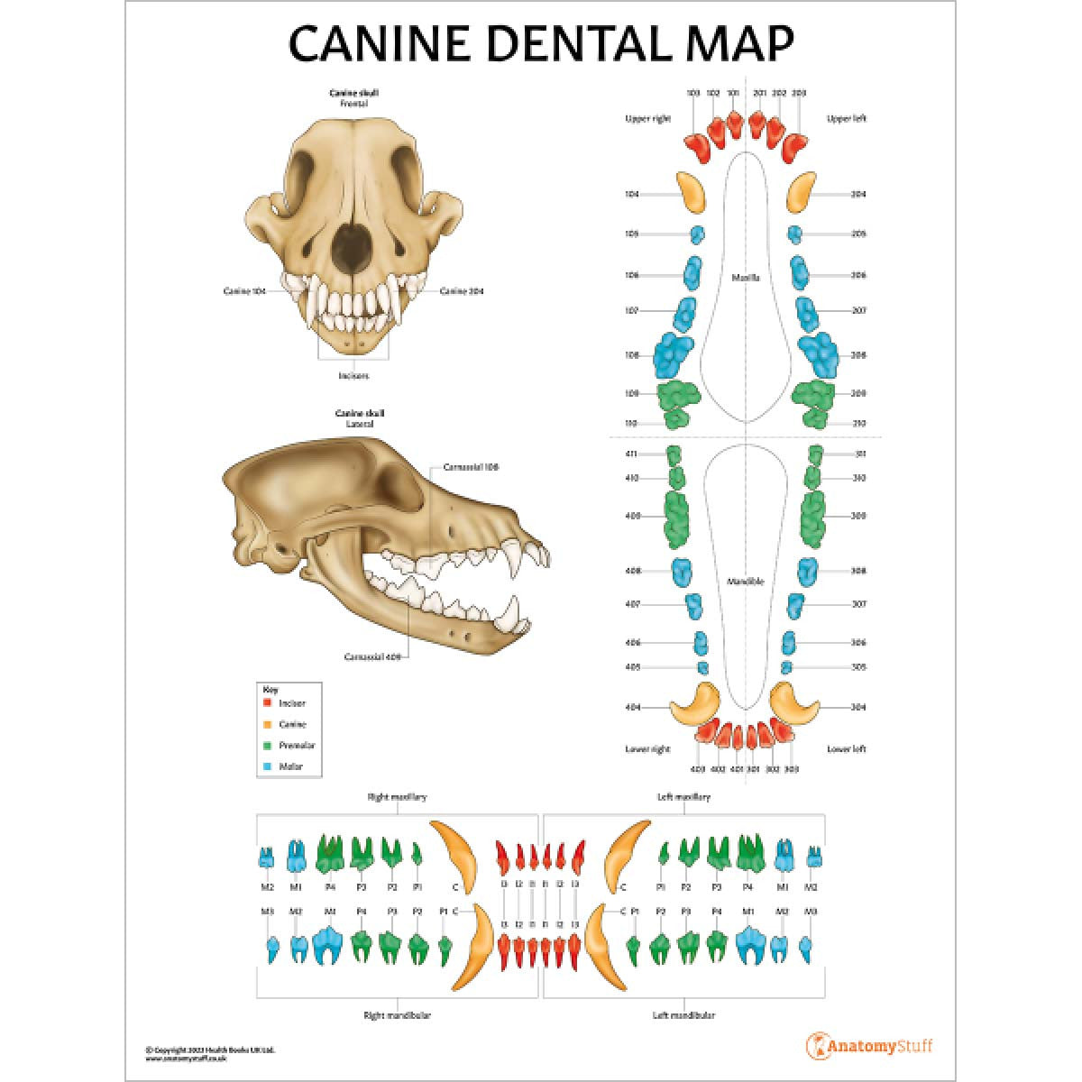 Veterinary Dental Anatomy | Canine Feline Jaw Teeth Models – AnatomyStuff