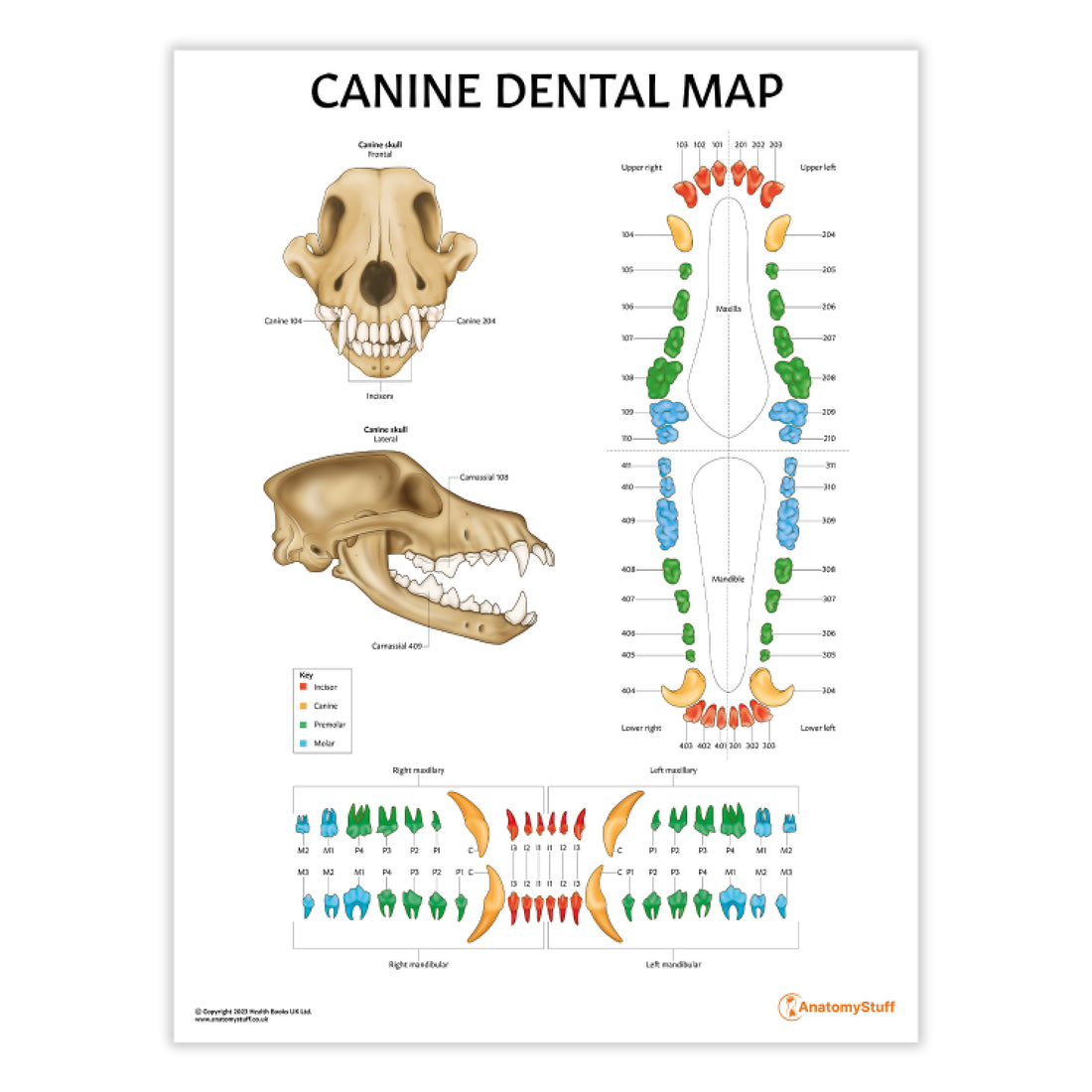 Canine Dental Map Chart/Poster – AnatomyStuff