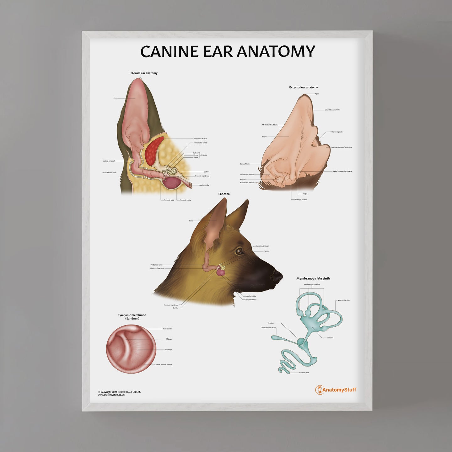 Canine Ear Anatomy Laminated Chart/Poster | AnatomyStuff