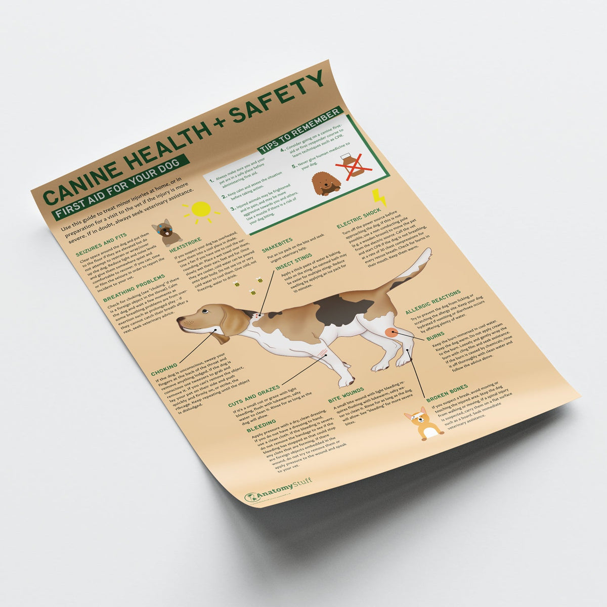 Canine Health & Safety: First Aid for Your Dog Poster | AnatomyStuff