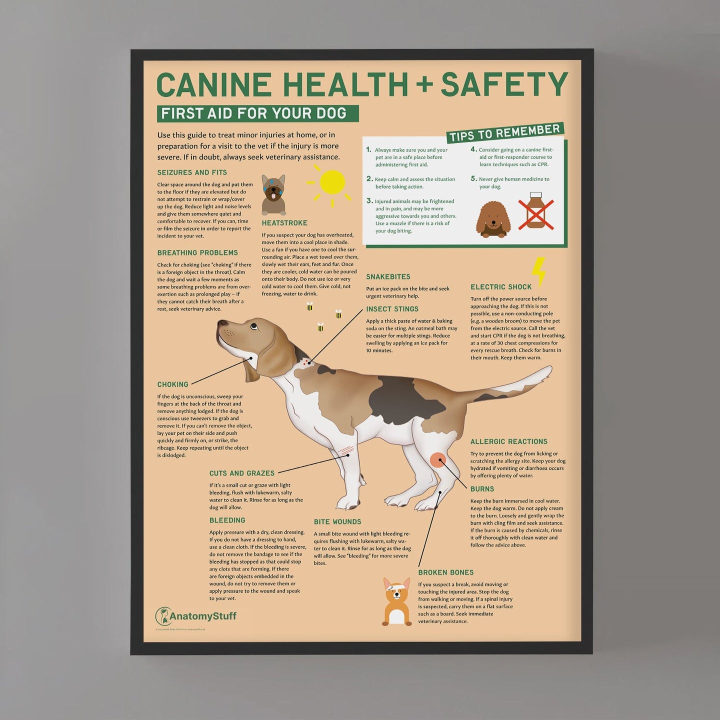 Canine Health & Safety: First Aid for Your Dog Poster | AnatomyStuff