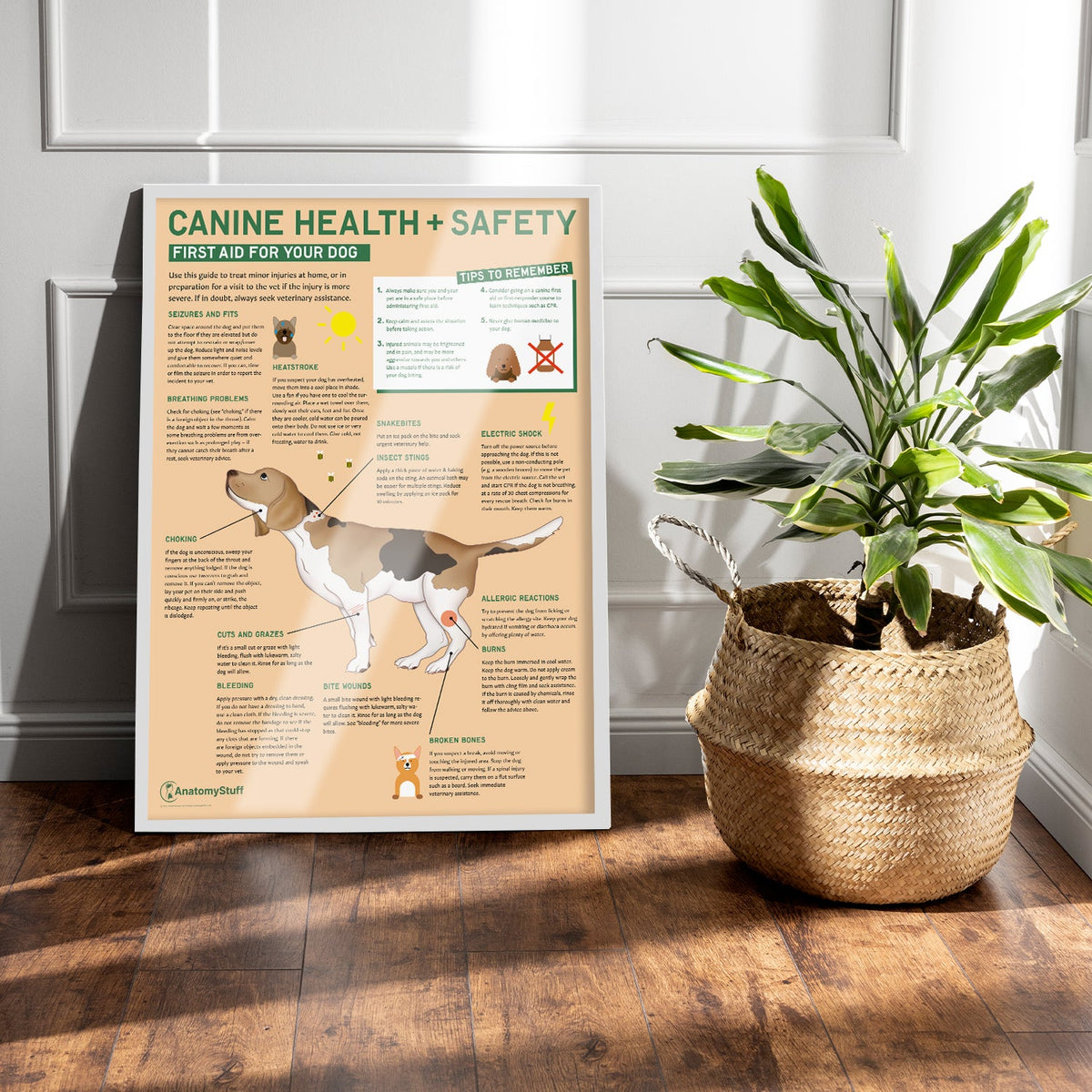 Canine Health & Safety: First Aid for Your Dog Poster | AnatomyStuff