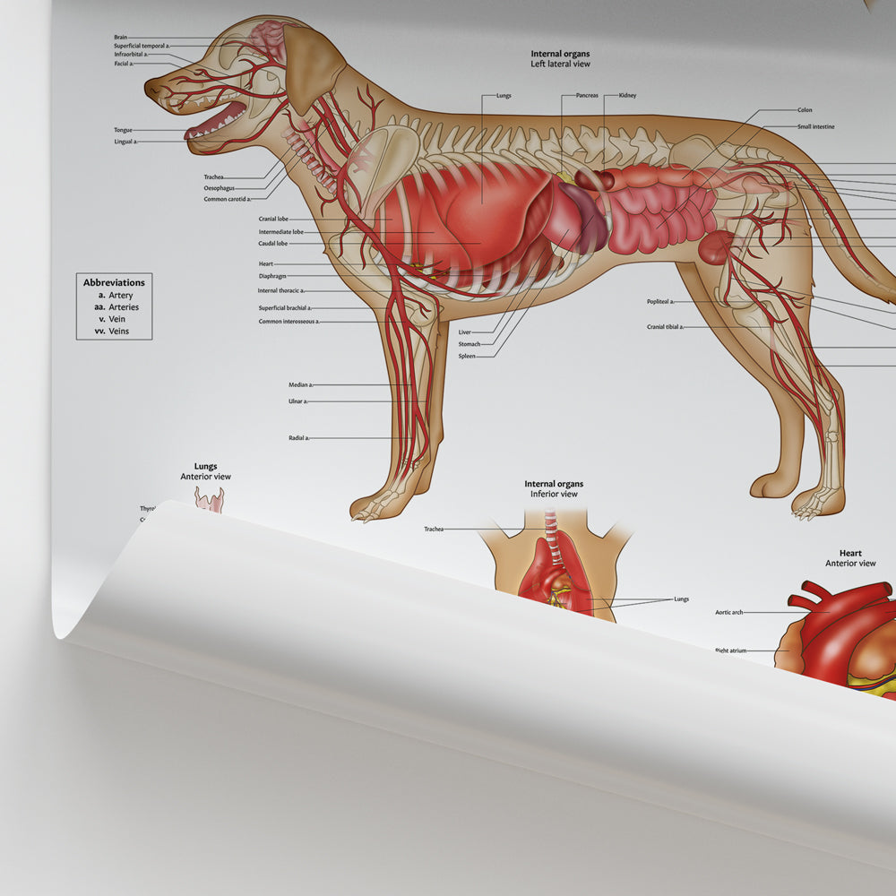 Canine Internal Anatomy Poster | Dog Organs Laminated Chart – AnatomyStuff