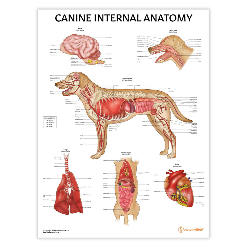 Canine Internal Anatomy Poster | Dog Organs Laminated Chart – AnatomyStuff