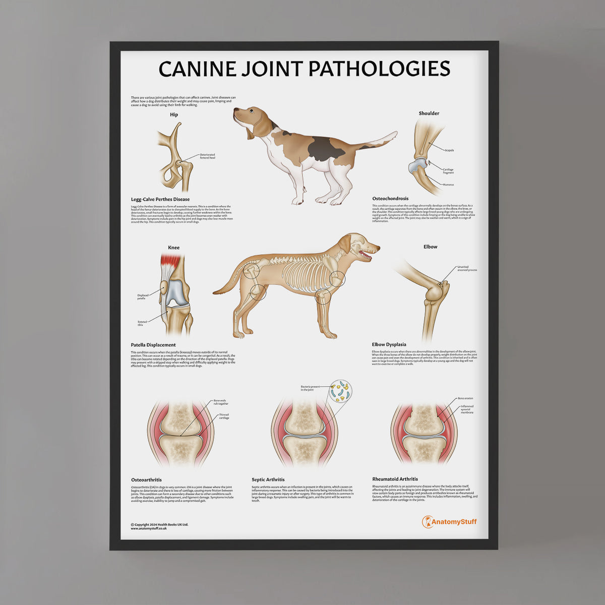 Canine Joint Pathologies Chart | Dog Shoulder Elbow Knee Pathology ...