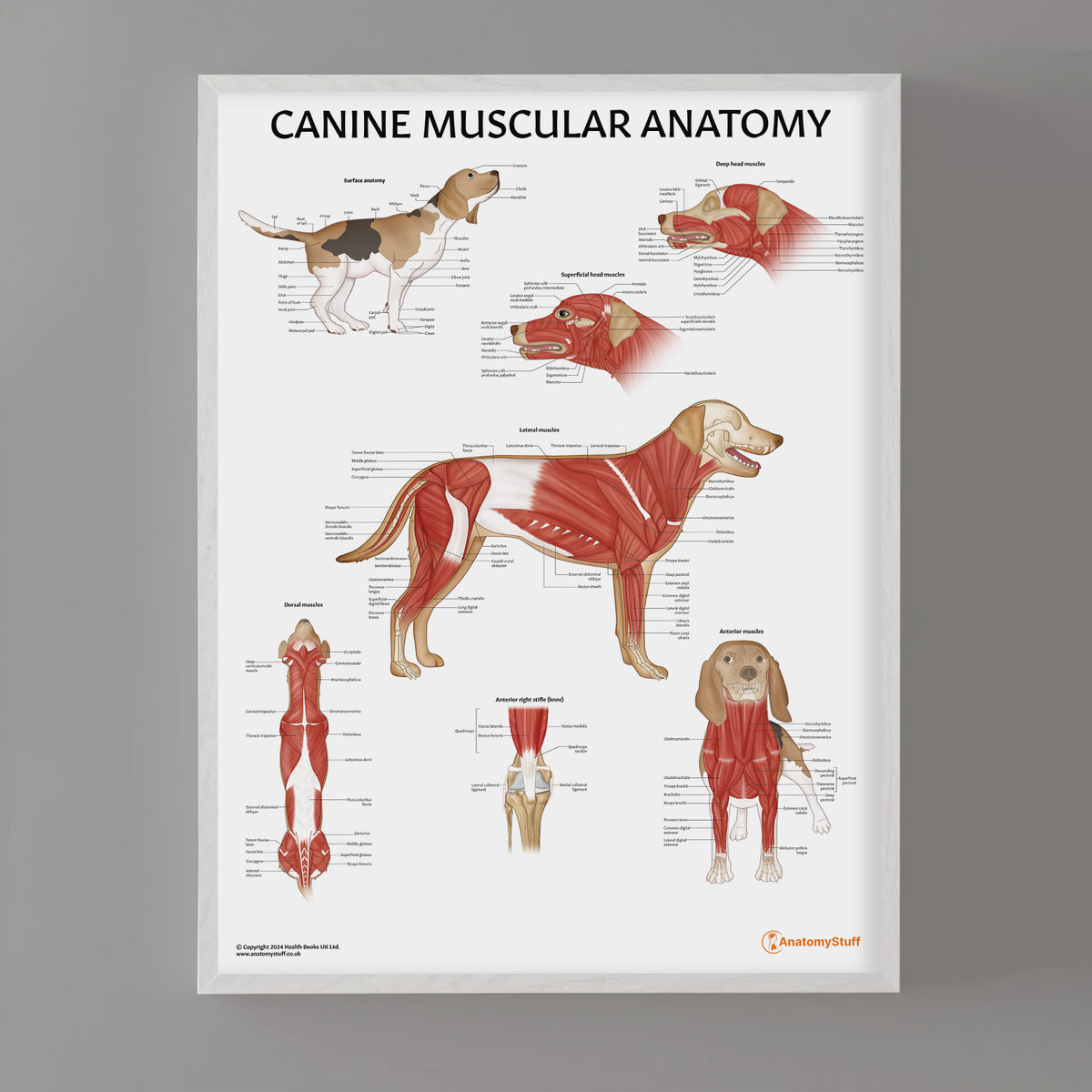 Canine Muscular Anatomy Chart | Dog Muscles Poster Laminated – AnatomyStuff