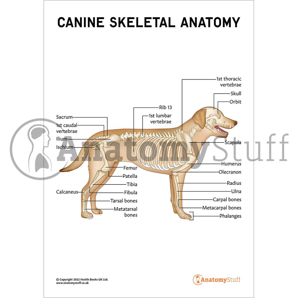 Canine Skeletal Anatomy Poster | Interactive & Printable PDF Worksheet ...