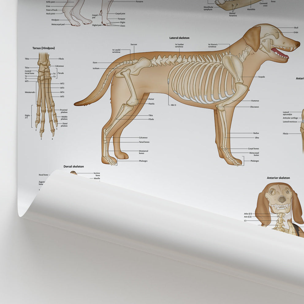 Models and Charts for T Level Animal Care and Management – AnatomyStuff
