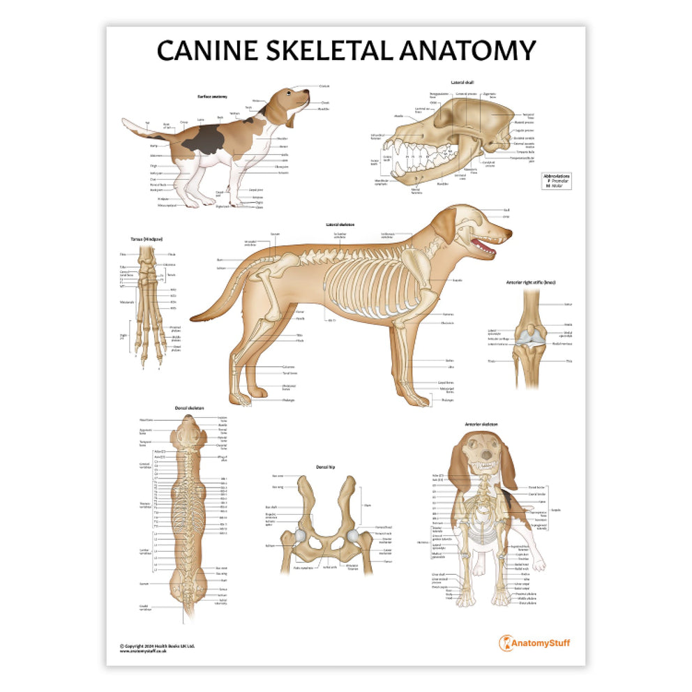 Canine Skeletal Anatomy Laminated Chart | Dog Skeleton Poster ...