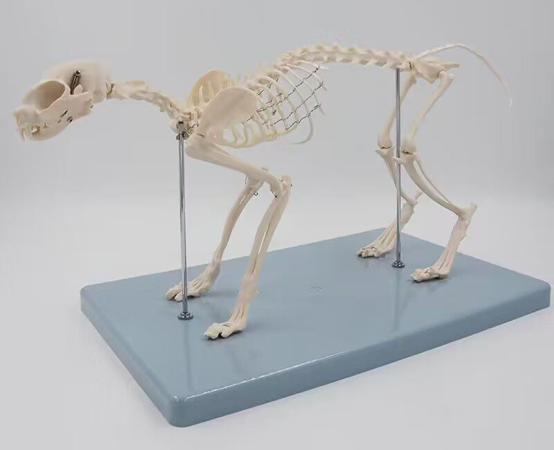 Veterinary Anatomy Models | Canine, Feline, Farm Animal & Equine ...