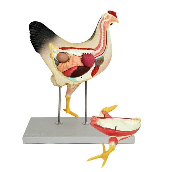 Chicken Anatomy Model (8 Part) | Hen Organs | RealityWorks – AnatomyStuff