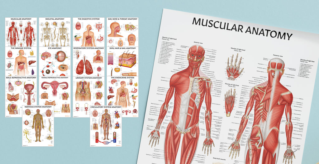 Anatomical Charts | Shop Online Today | AnatomyStuff