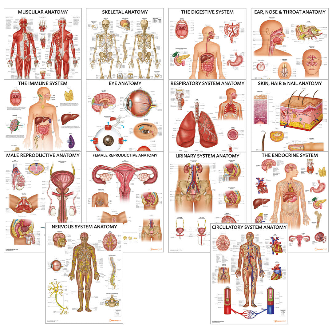 Complete Organs Systems 14 Chart Collection | Anatomy Chart Collection ...