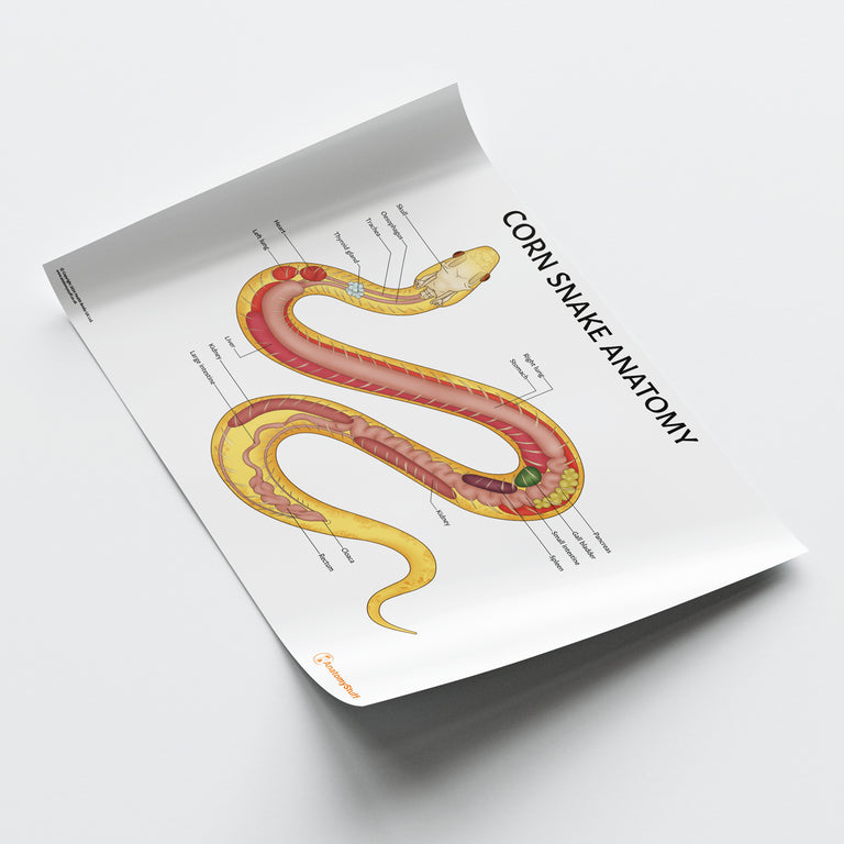 Corn Snake Anatomy Poster | Bones Organs Exotic Pets – AnatomyStuff