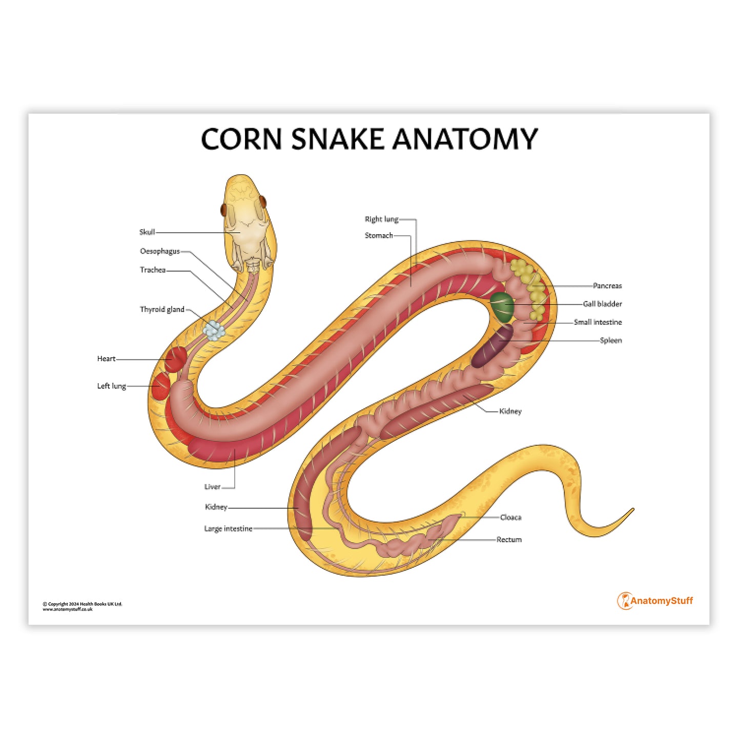 Corn Snake Anatomy Poster | Bones Organs Exotic Pets – AnatomyStuff