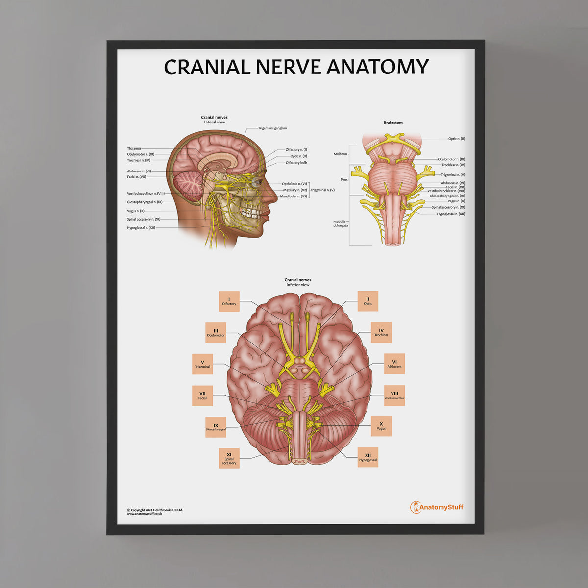Cranial Nerve Anatomy Chart/Poster Laminated | AnatomyStuff