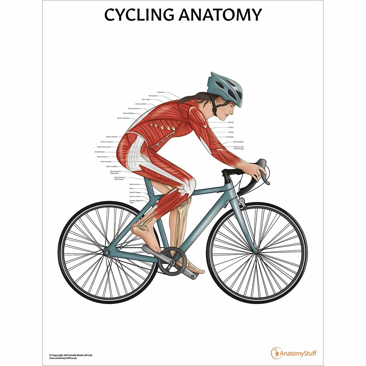 Exercise Anatomy Posters Collection | Musculoskeletal Chart 6 ...